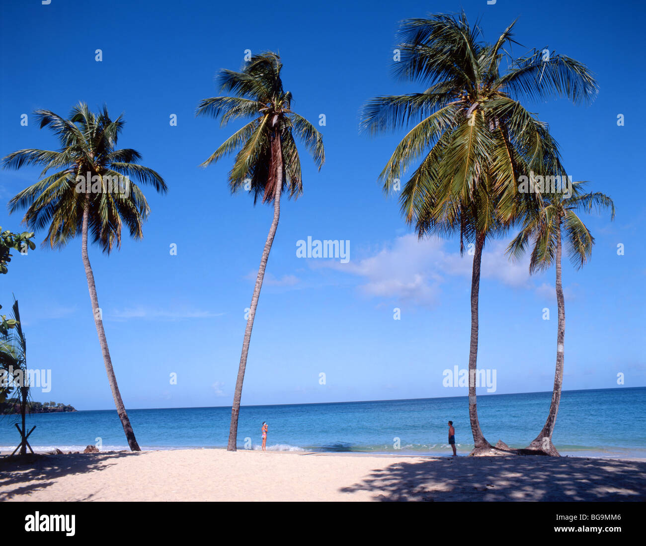 Tropical beach with palm trees, Grand Anse Bay, Grenada, Caribbean ...