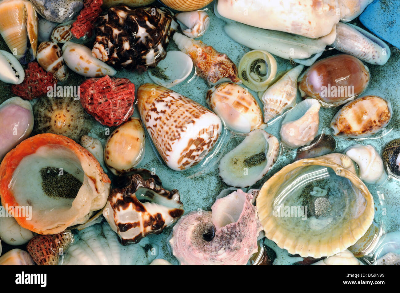 Exotic sea shells hi-res stock photography and images - Alamy