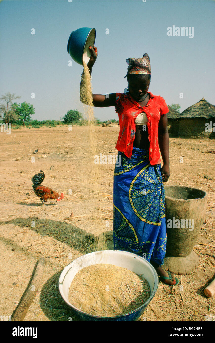 Millet farming hi-res stock photography and images - Alamy