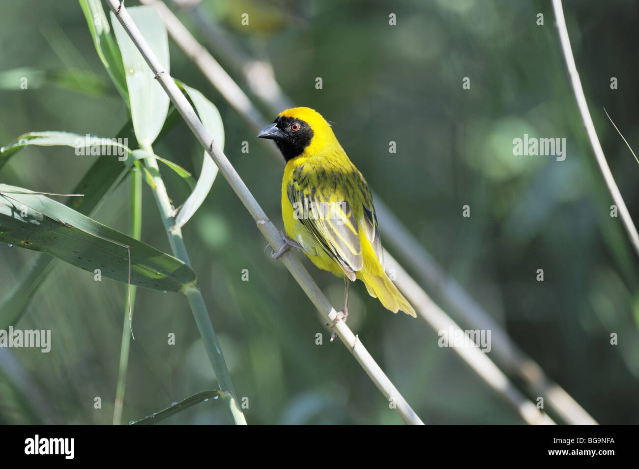 Masked Weaver Bird High Resolution Stock Photography and Images - Alamy