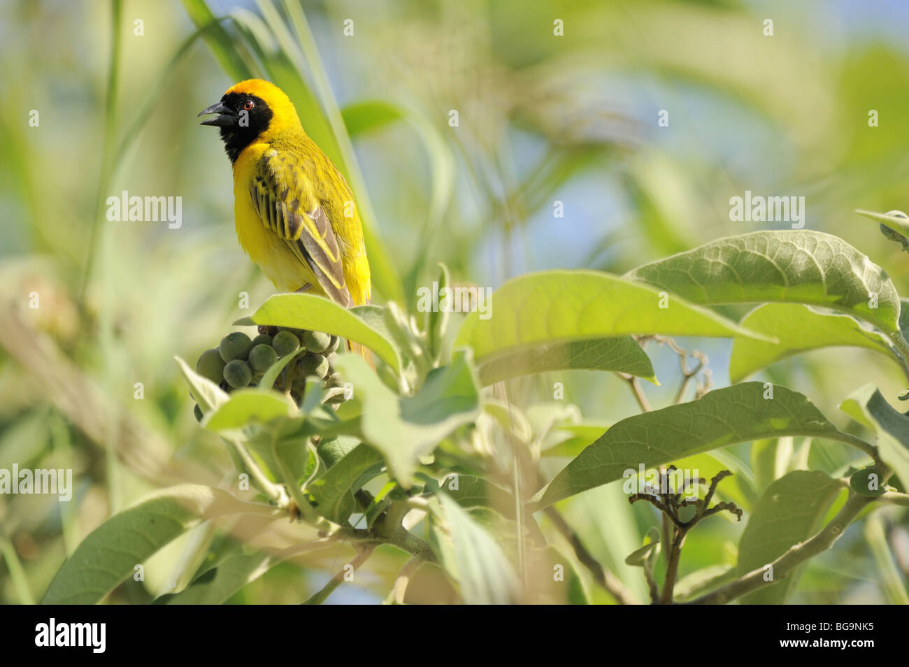 Masked weaver bird hi-res stock photography and images - Alamy