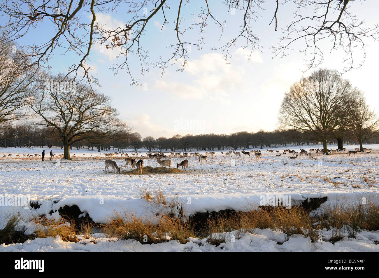 Richmond park winter hi-res stock photography and images - Alamy