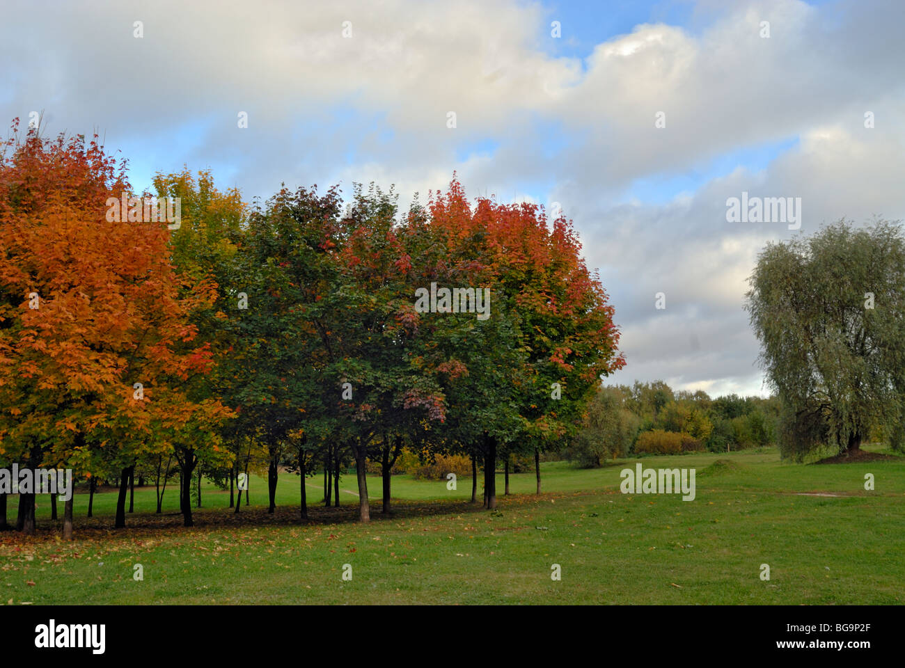 Autumn tree in park Stock Photo - Alamy