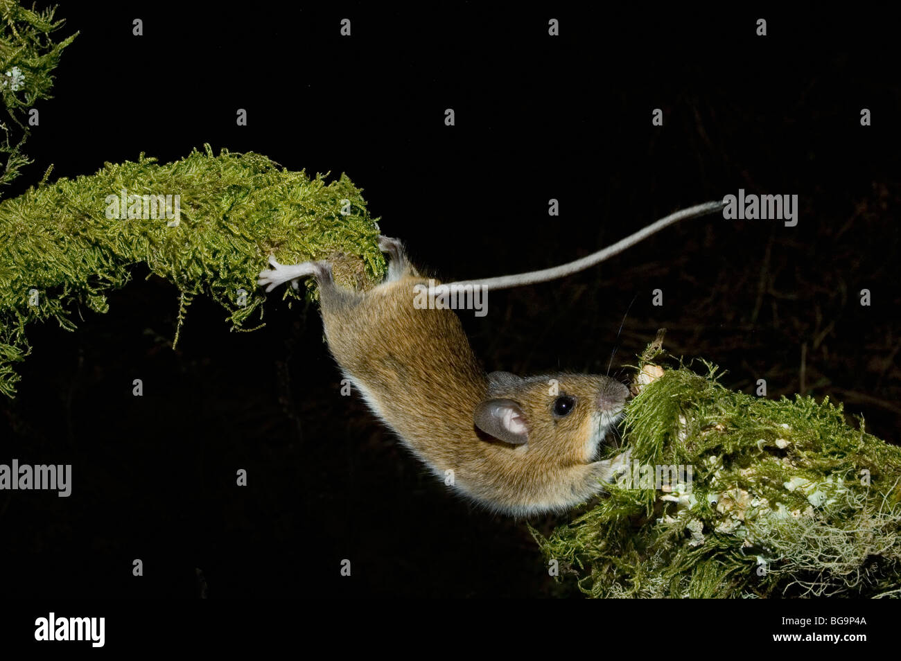 Wood mouse stretching (Apodemus sylvaticus Stock Photo - Alamy