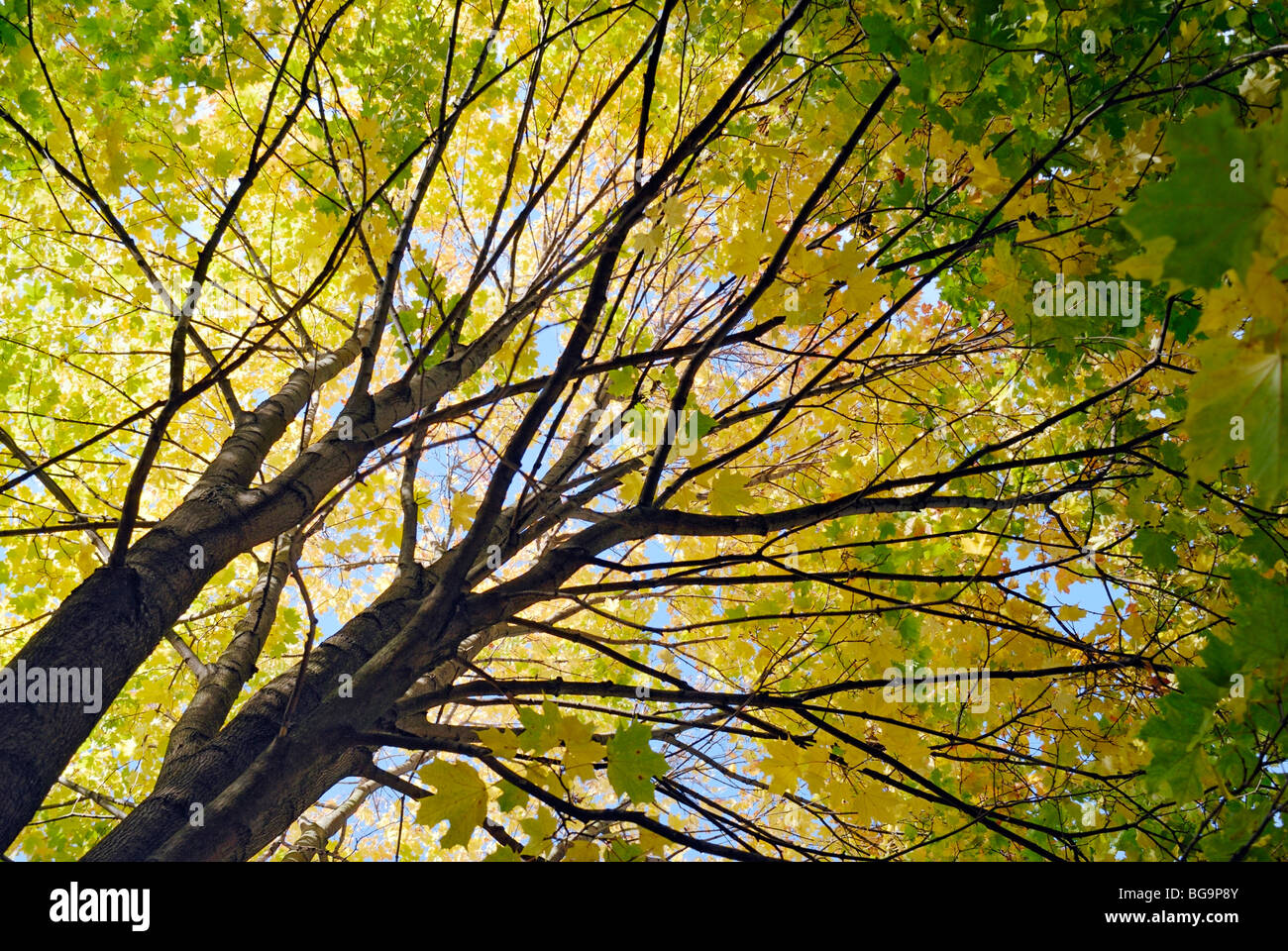 Maple tree canopy hi-res stock photography and images - Alamy