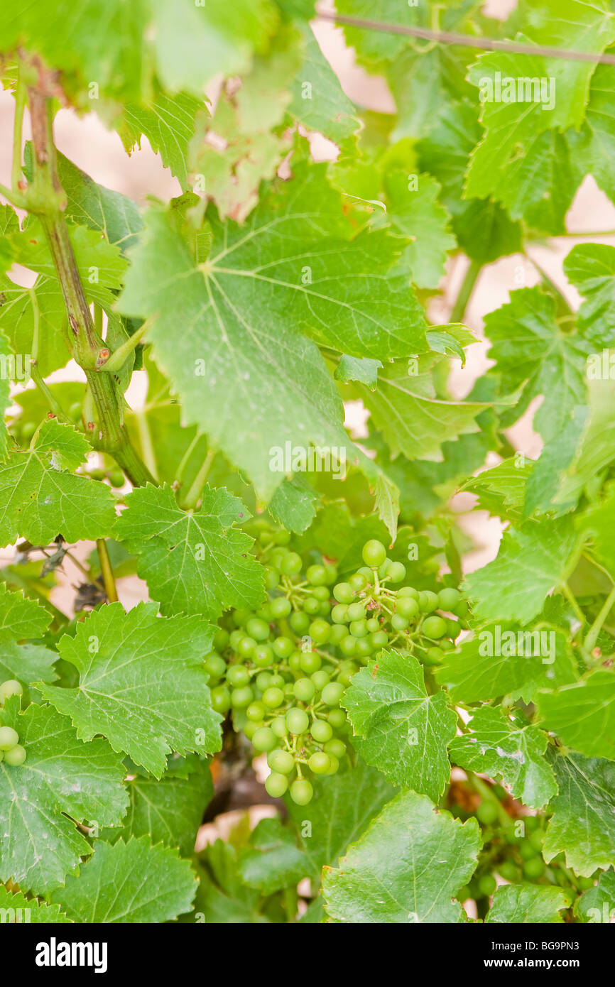 Green agriculture farming vineyard Cut Out Stock Images & Pictures - Alamy