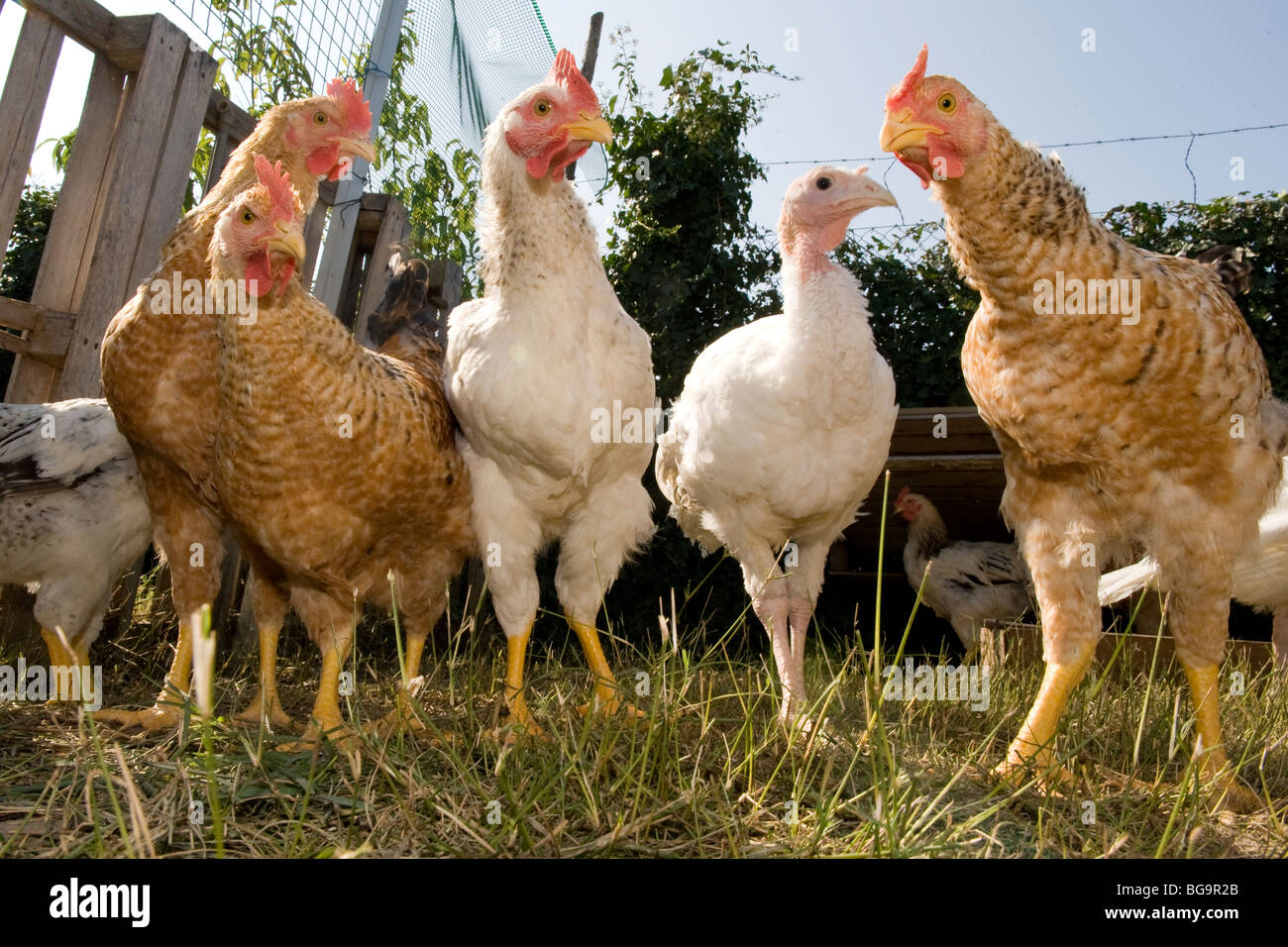 Chickens and turkeys in country Stock Photo - Alamy