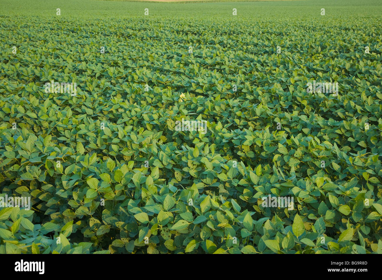 Soybean field, Plainfield, Illinois, USA Stock Photo - Alamy