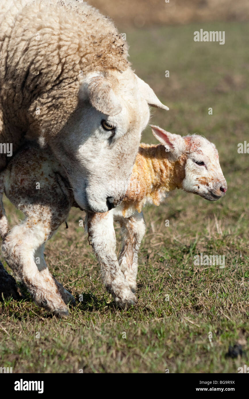 Mother cleaning newborn animal hi-res stock photography and images - Alamy