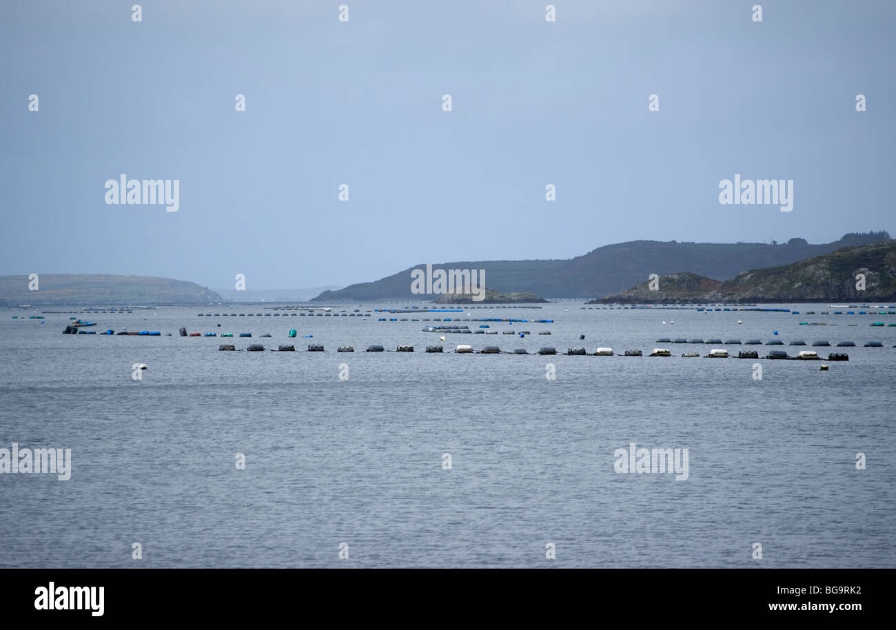 Mussel farming, Roaring water Bay, West Cork, Ireland Stock Photo - Alamy