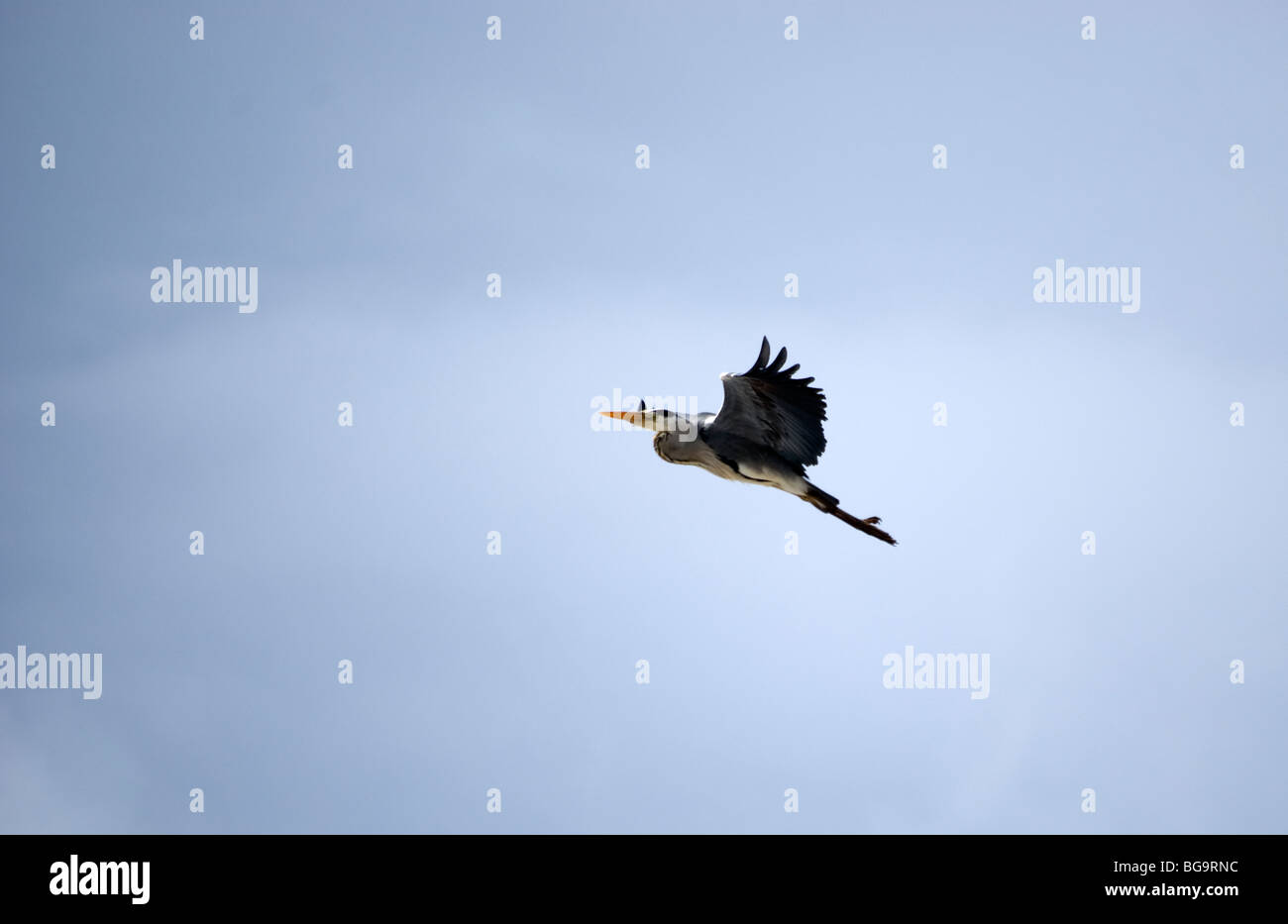 Grey heron ireland hi-res stock photography and images - Alamy