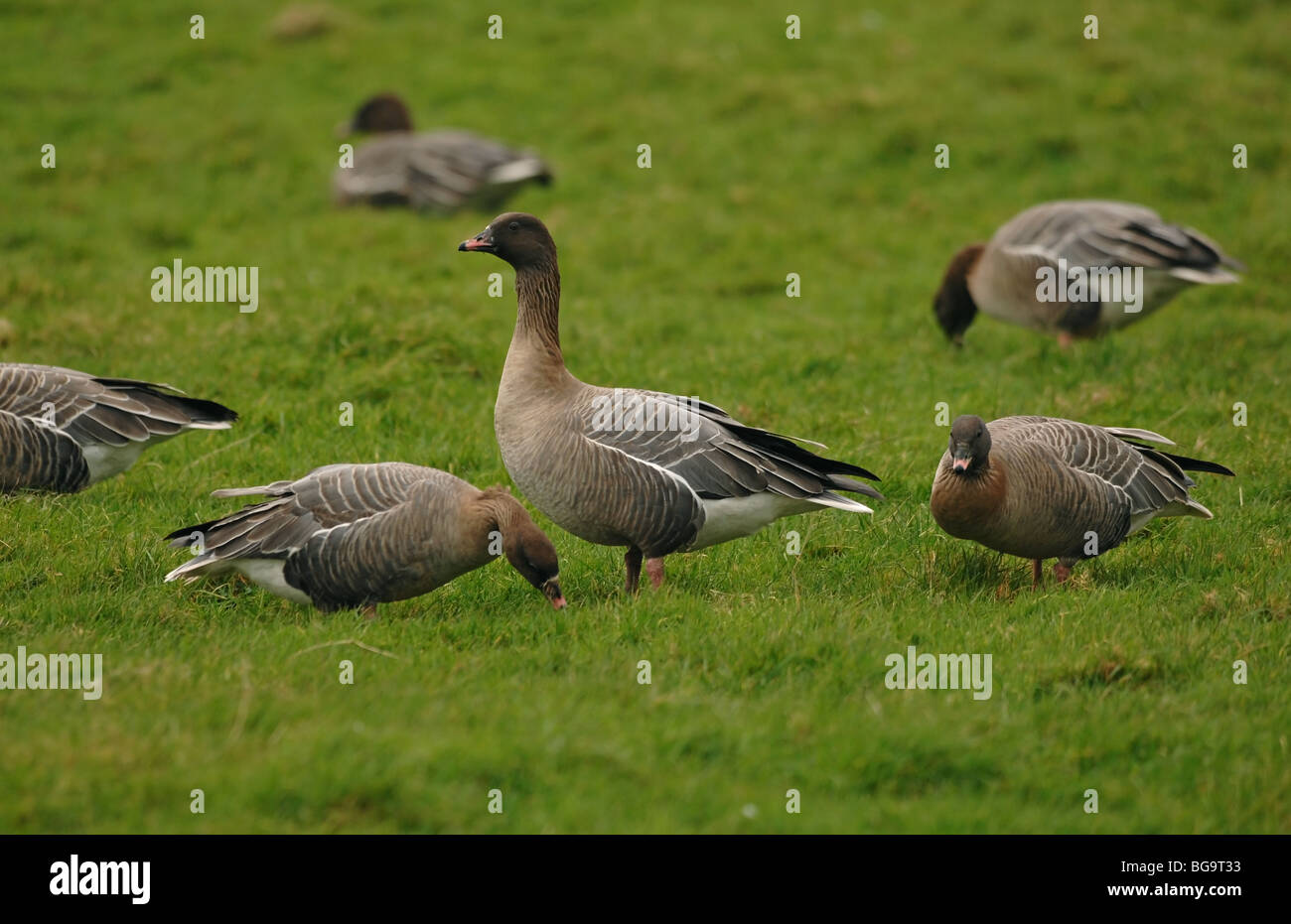 Pink-footed Goose flock in field Stock Photo - Alamy