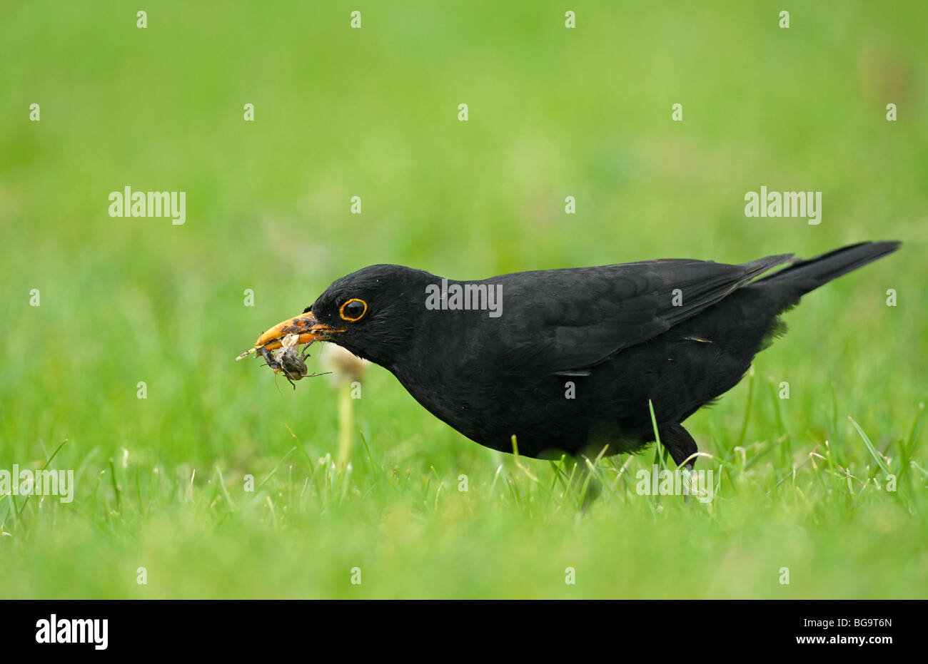 Bird catching insect hi-res stock photography and images - Alamy