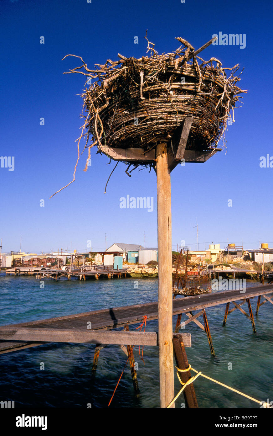 Raptor nest platform hi-res stock photography and images - Alamy