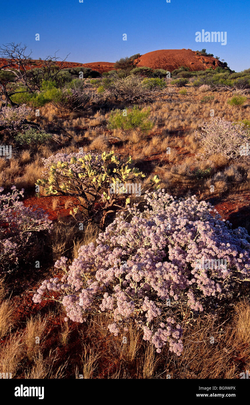 Spring wildflowers scenic outback Australia Stock Photo - Alamy