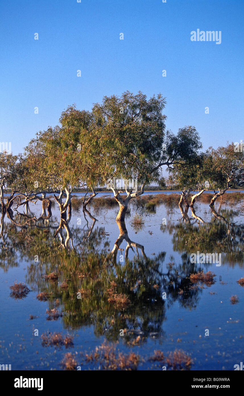 Australian native plants trees hi-res stock photography and images - Alamy