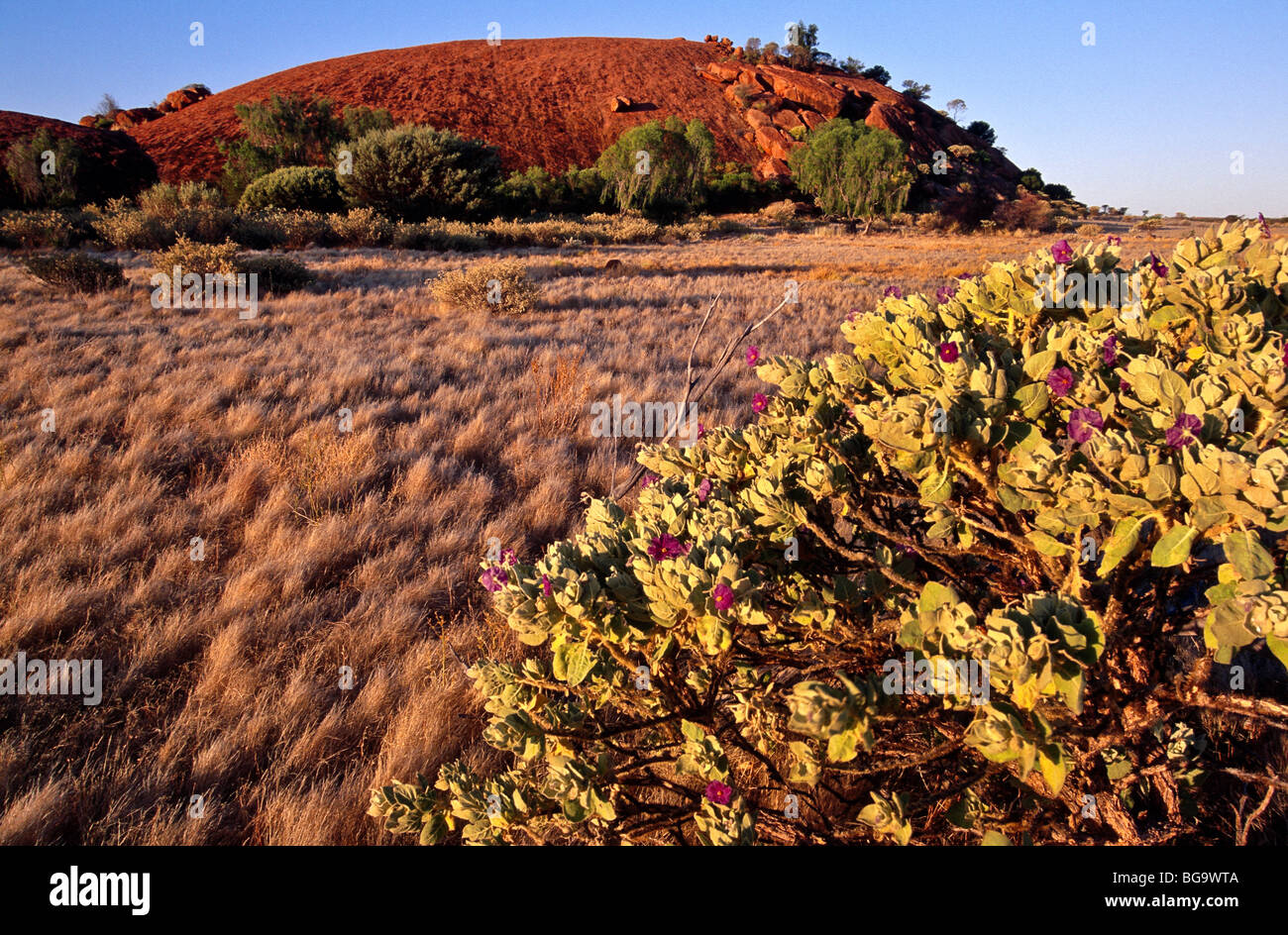 Spring wildflowers scenic outback Australia Stock Photo - Alamy