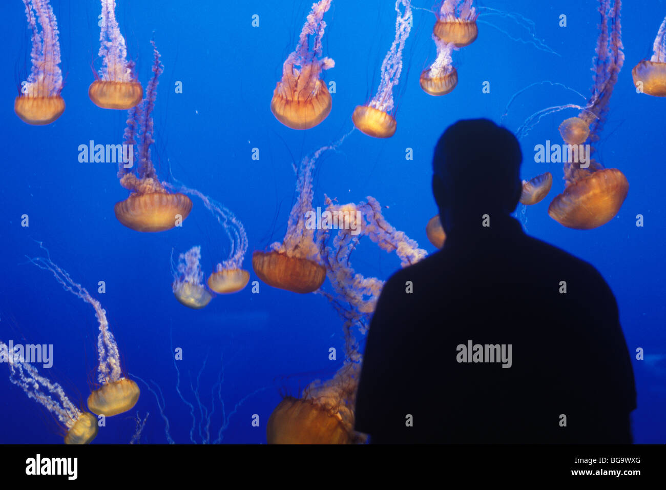 jellies exhibit, Monterey Bay Aquarium, Monterey, California Stock ...