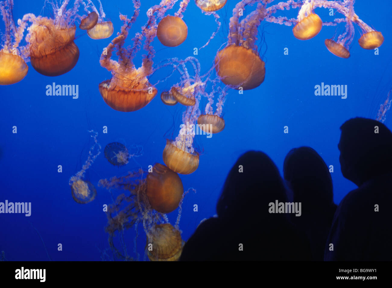 jellies exhibit, Monterey Bay Aquarium, Monterey, California Stock ...
