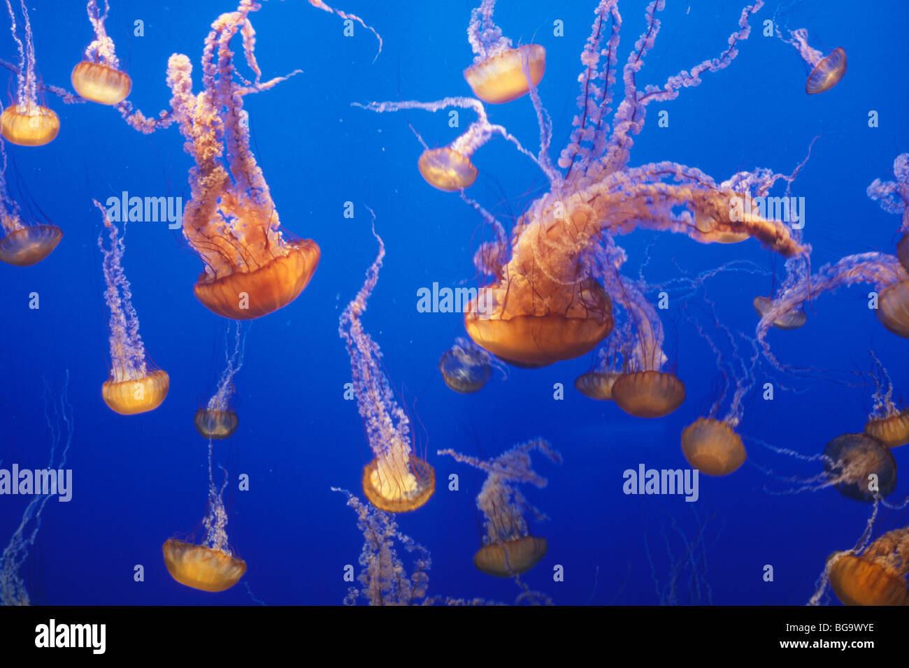 jellies exhibit, Monterey Bay Aquarium, Monterey, California Stock ...