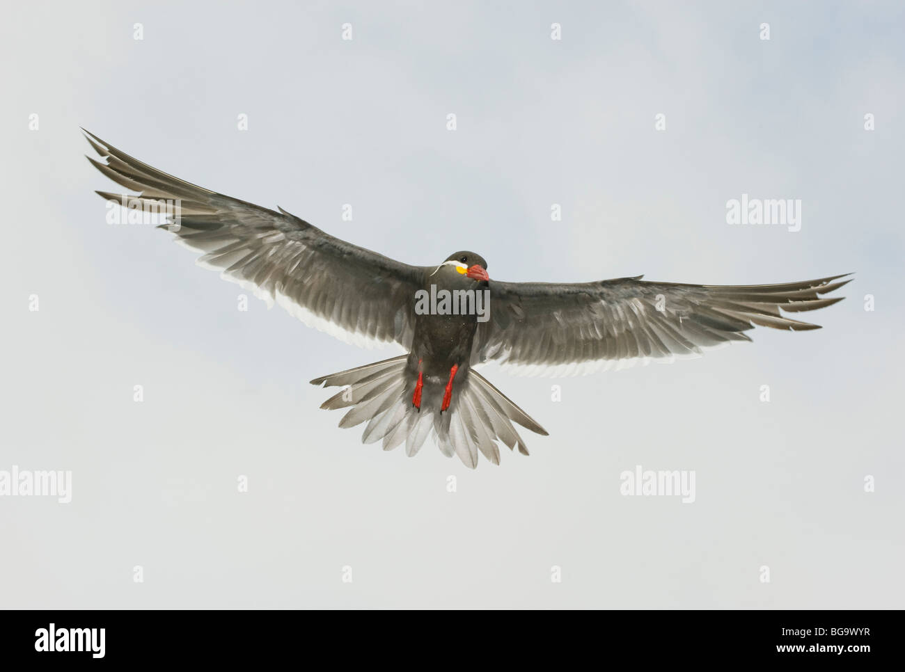South america inca tern hi-res stock photography and images - Alamy
