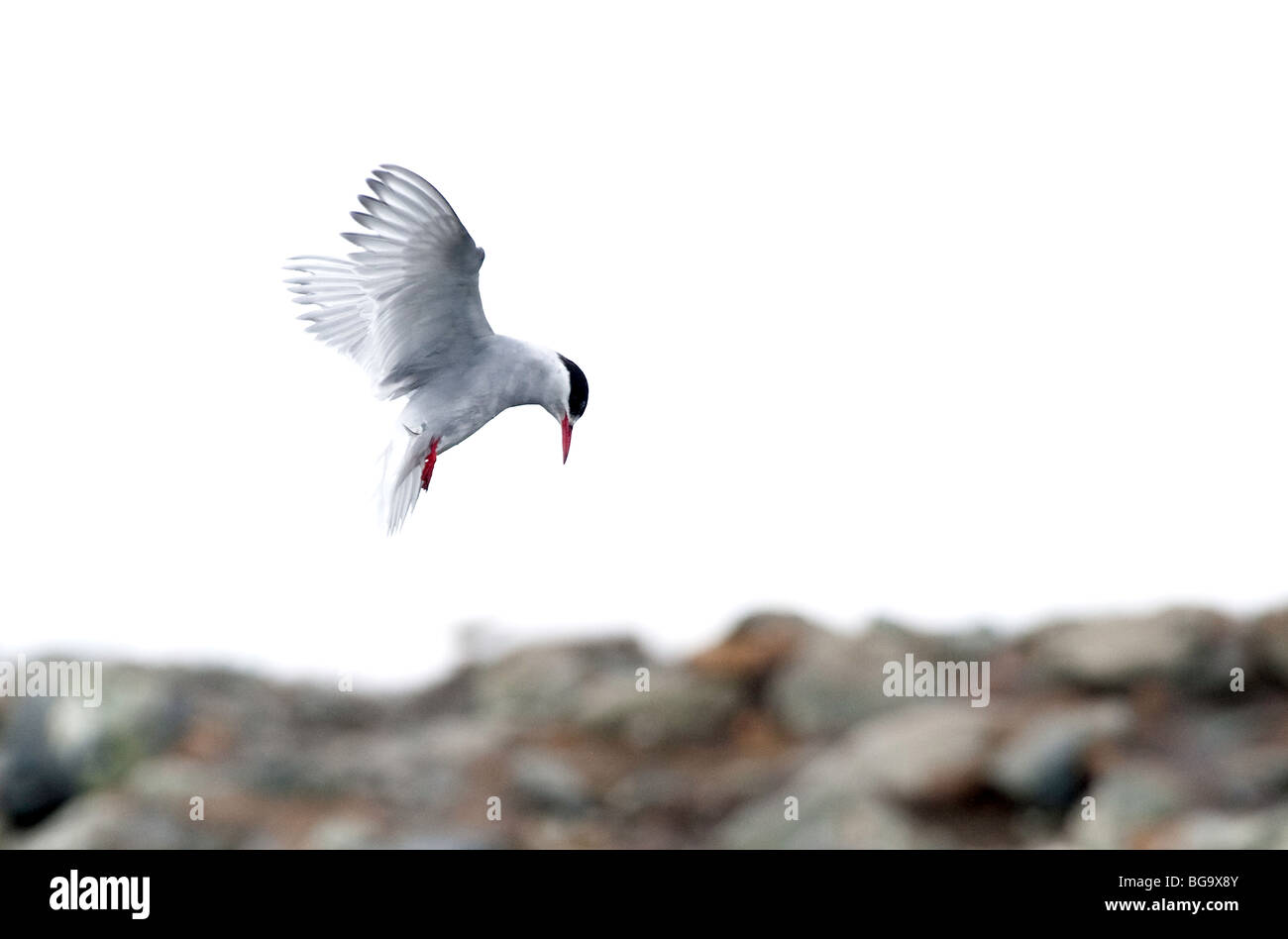 Antarctic territories hi-res stock photography and images - Alamy