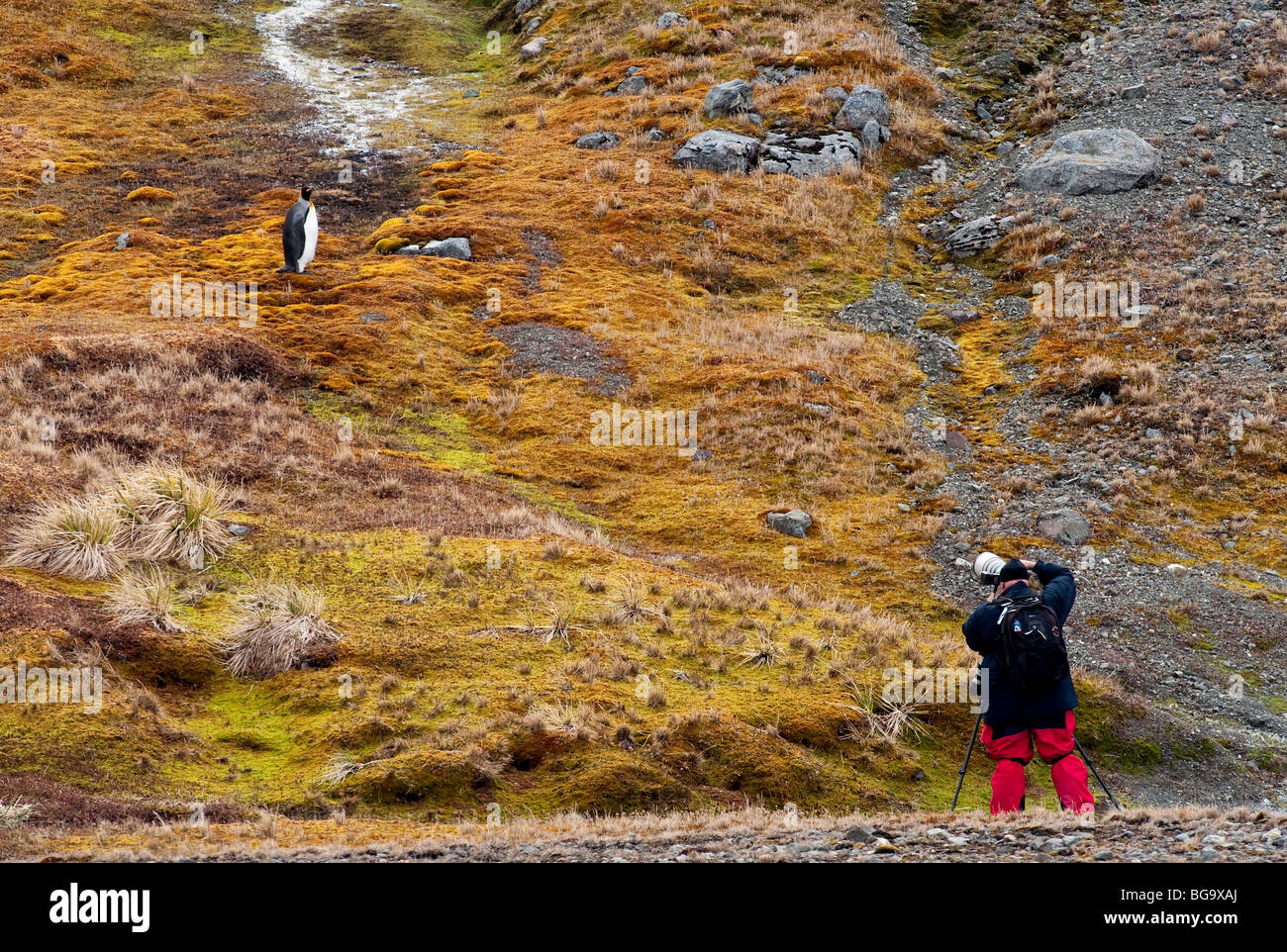 "A King Penguin poses for the ideal shot Stock Photo - Alamy