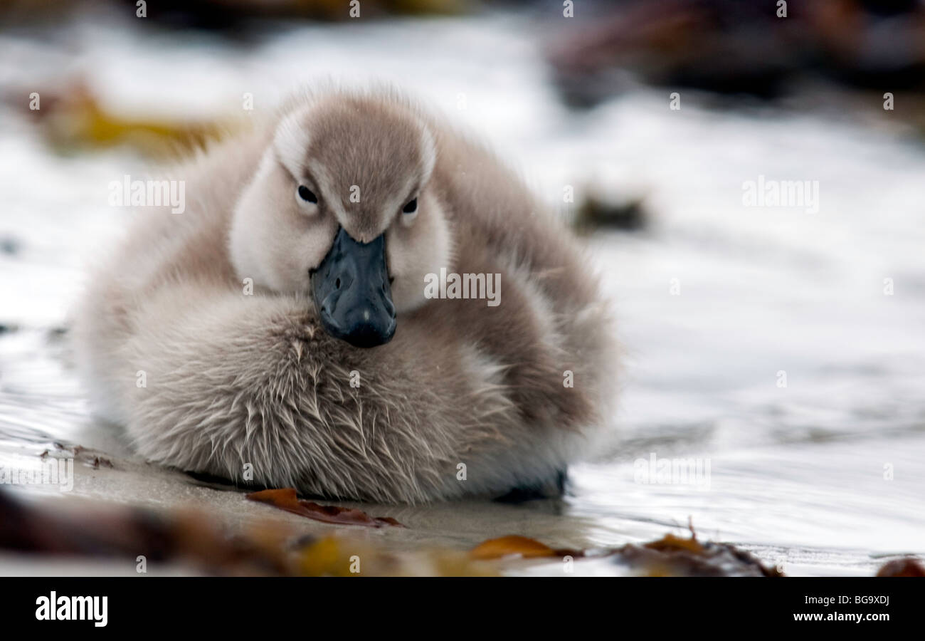 Magellanic flightless steamer duck duckling hi-res stock photography ...