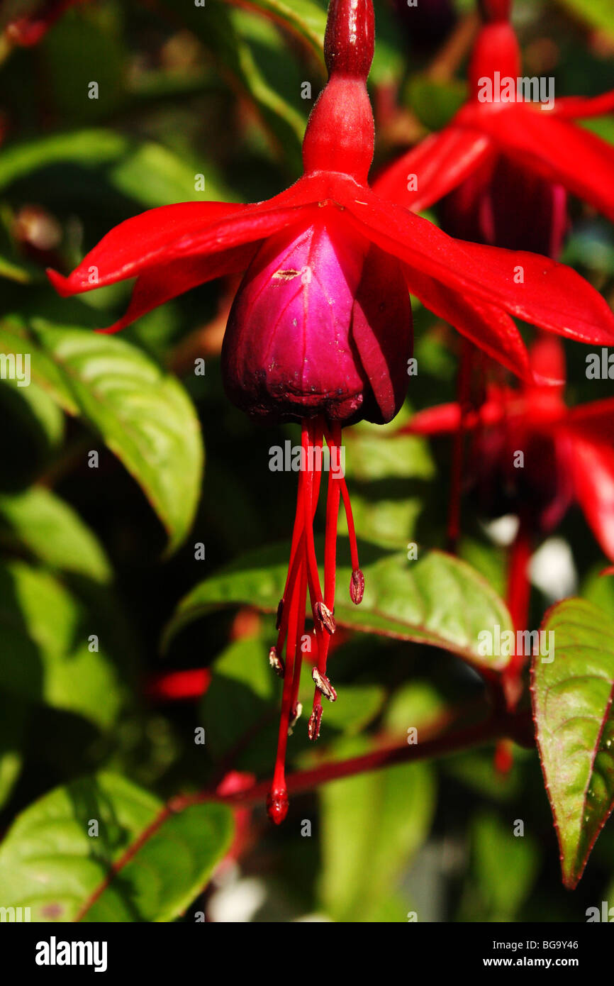 Fuschia hi-res stock photography and images - Alamy
