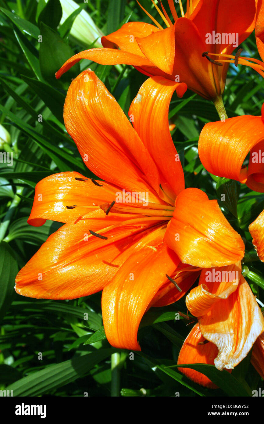 Liliium hi-res stock photography and images - Alamy