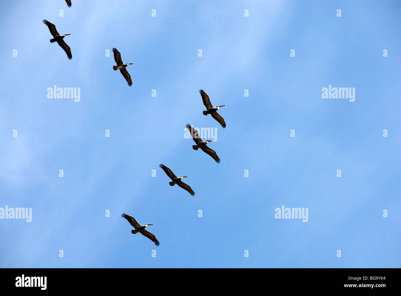 Brown Pelican flight in V-formation, view from below. Blue sky Stock ...