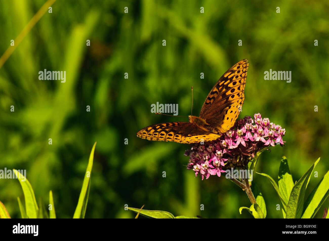 Swamp milkweed with butterfly hi-res stock photography and images - Alamy