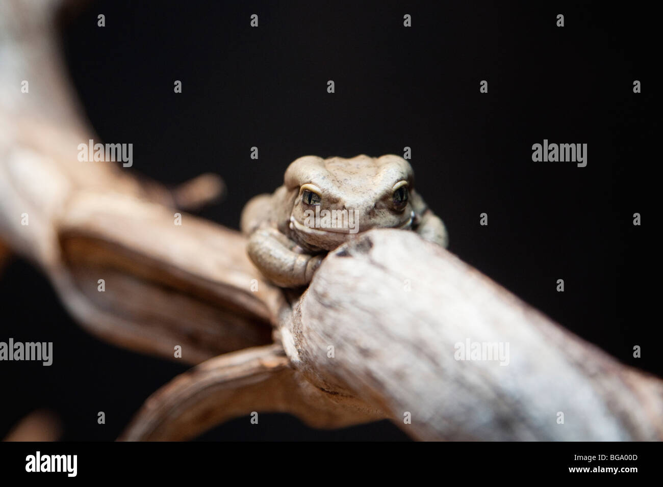 Waxy monkey tree frog (captive), California Academy of Sciences, Golden ...