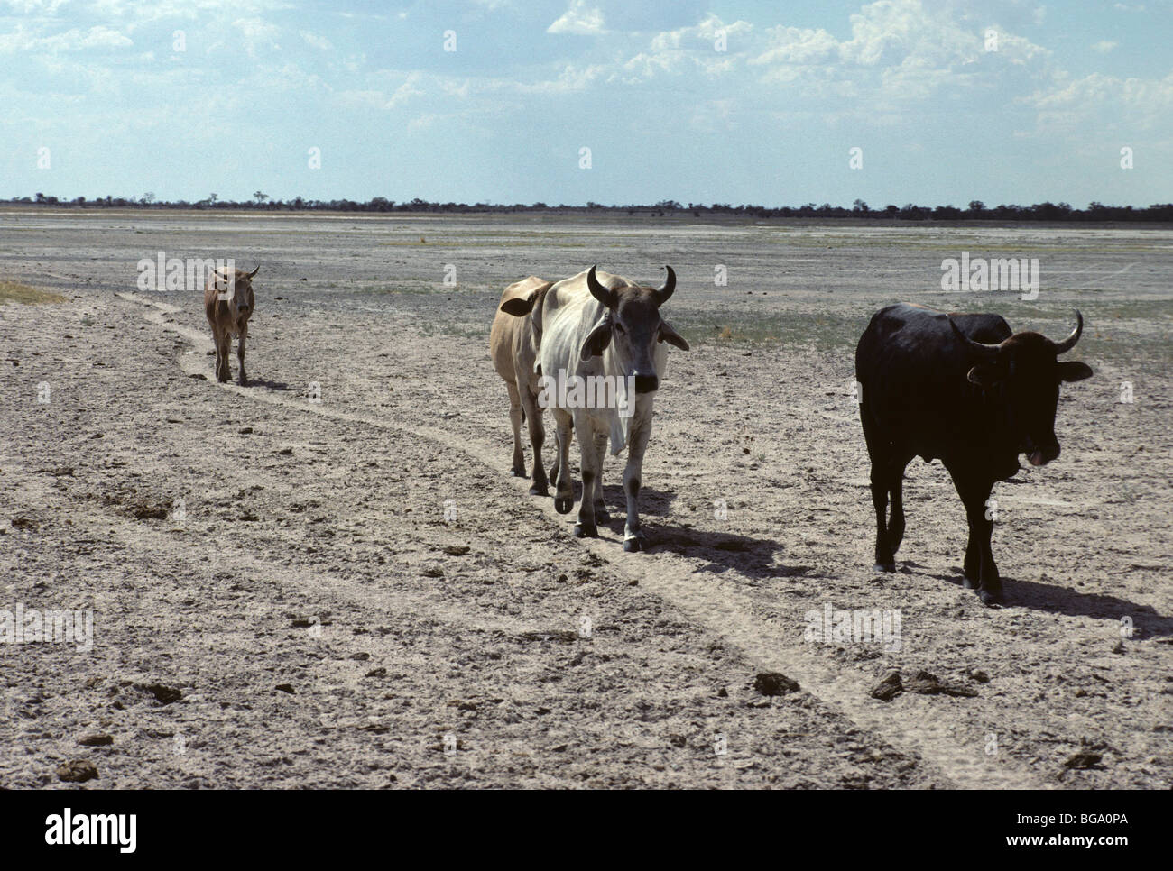 San bushman food hi-res stock photography and images - Alamy