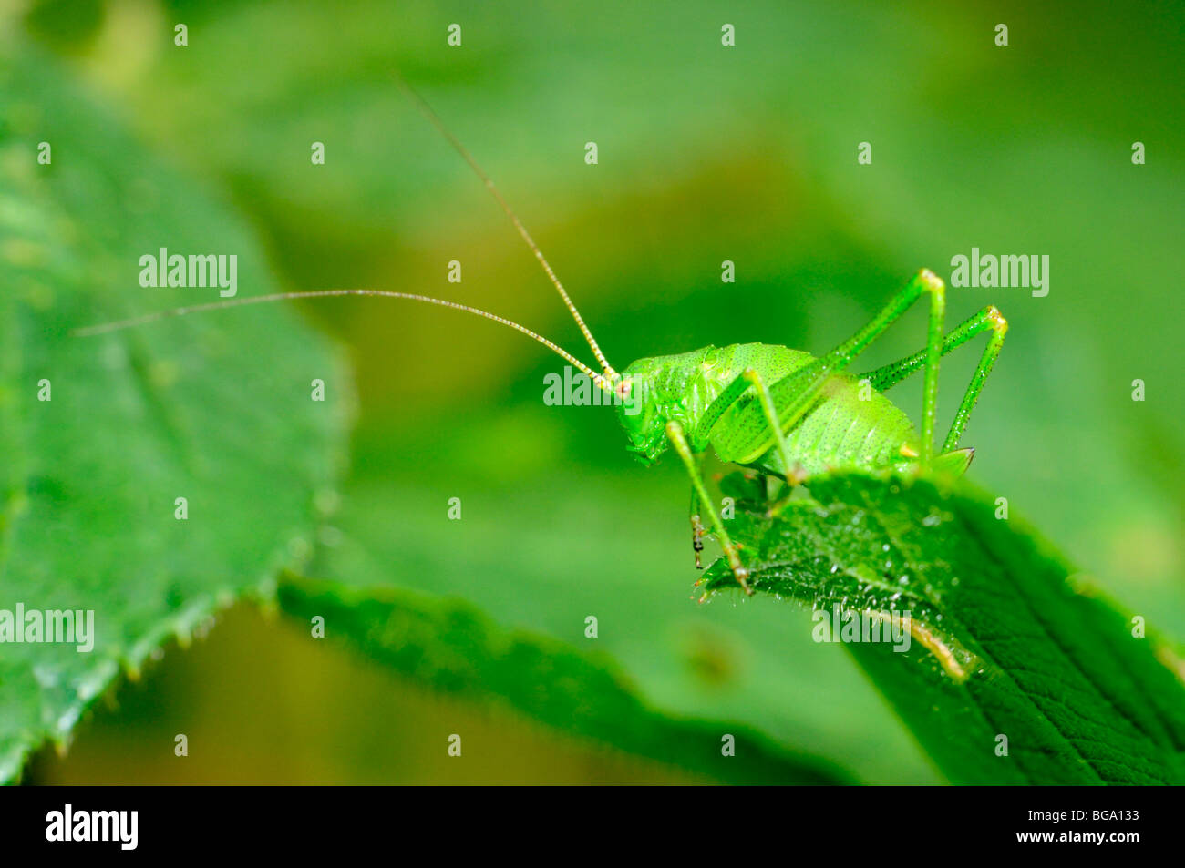 Speckled Bush Cricket - young male (Leptophyes punctatissima). UK, Kent ...