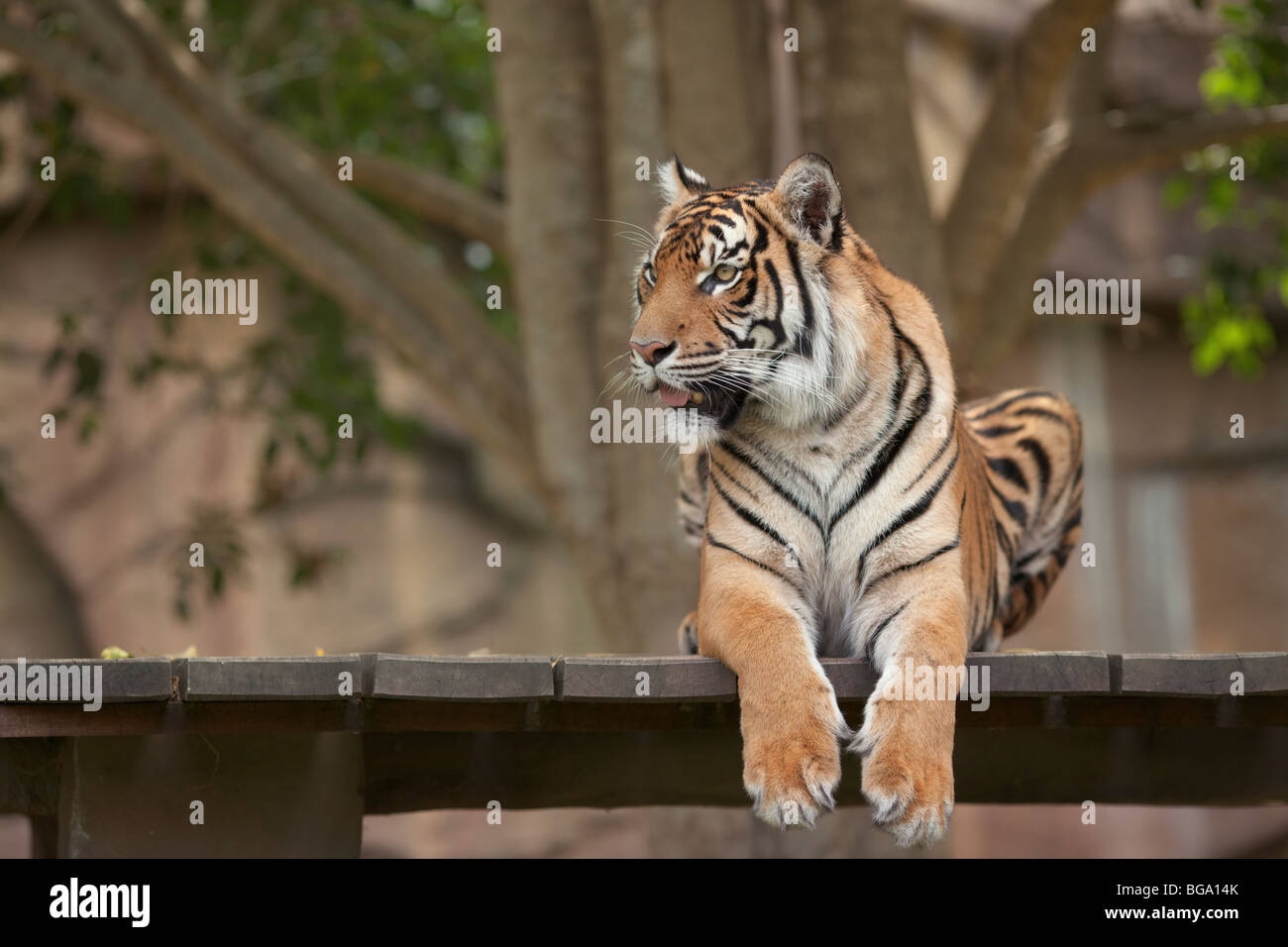 A tiger resting in shade on a raised timber platform Stock Photo - Alamy