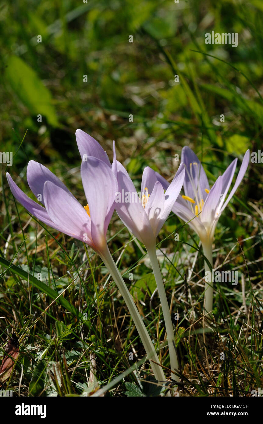 Crocus_flower hi-res stock photography and images - Alamy