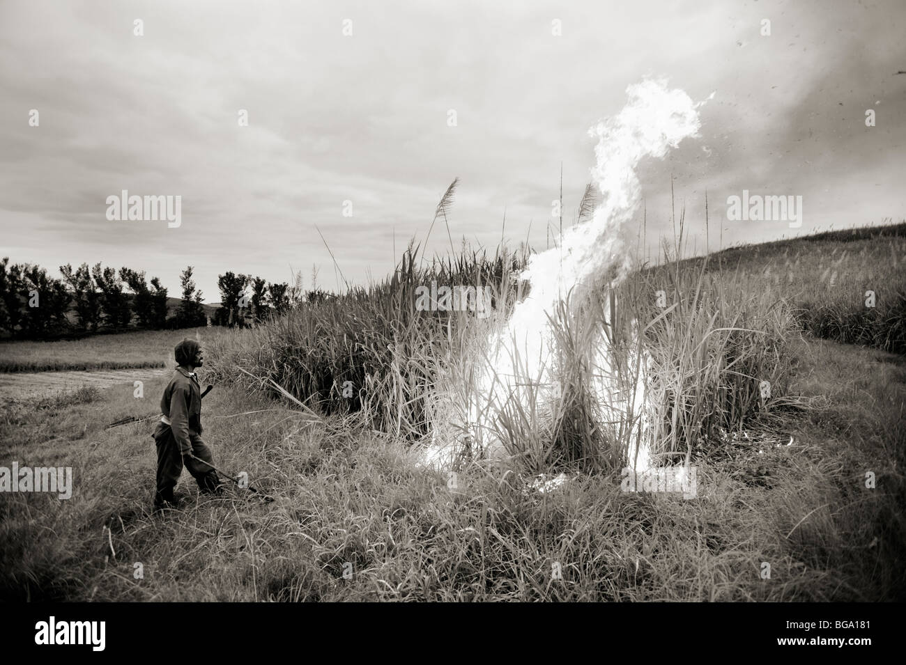 Cane cutters durban hi-res stock photography and images - Alamy