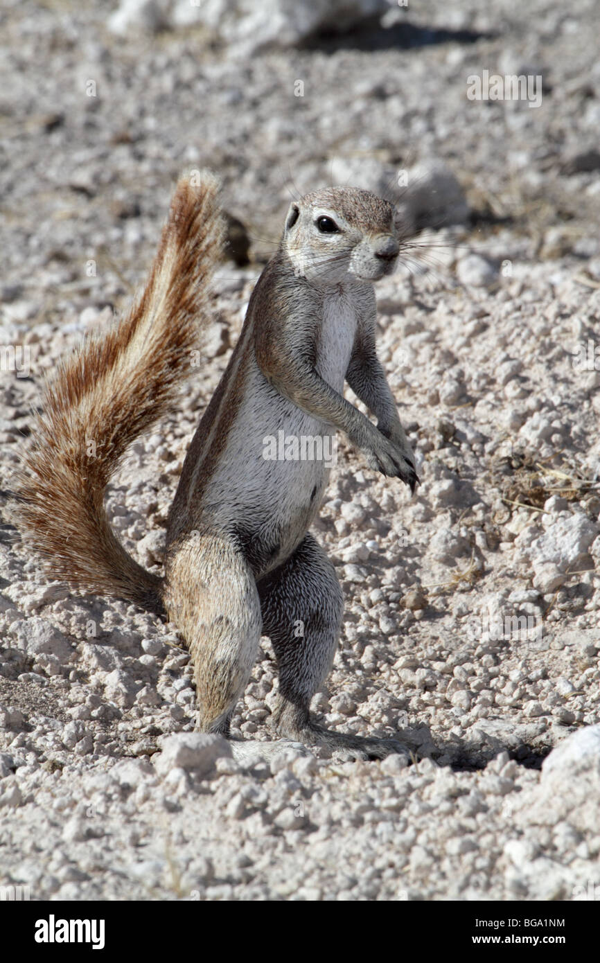 Ground squirrel burrow hi-res stock photography and images - Alamy
