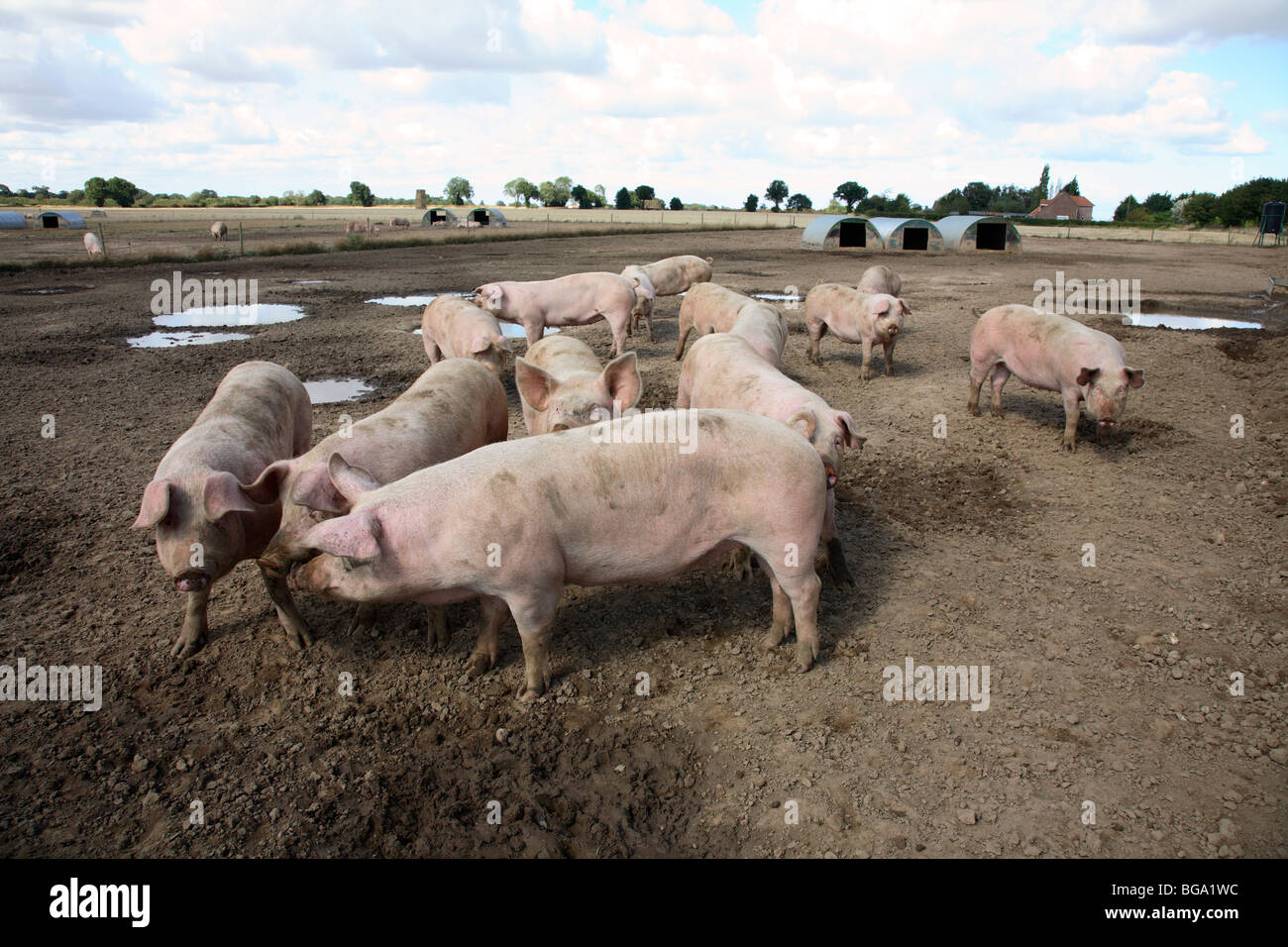 Animal farm meat hi-res stock photography and images - Alamy