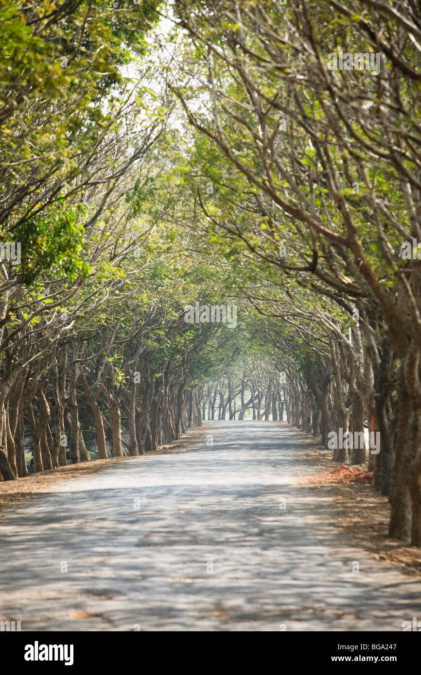 An empty rural road in Orissa state, india Stock Photo - Alamy