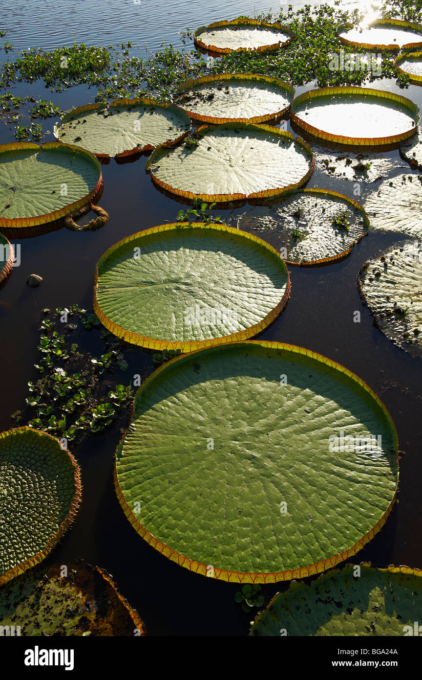 Giant Water Lily or Victoria Water lily, Victoria cruziana, PORTO JOFRE ...