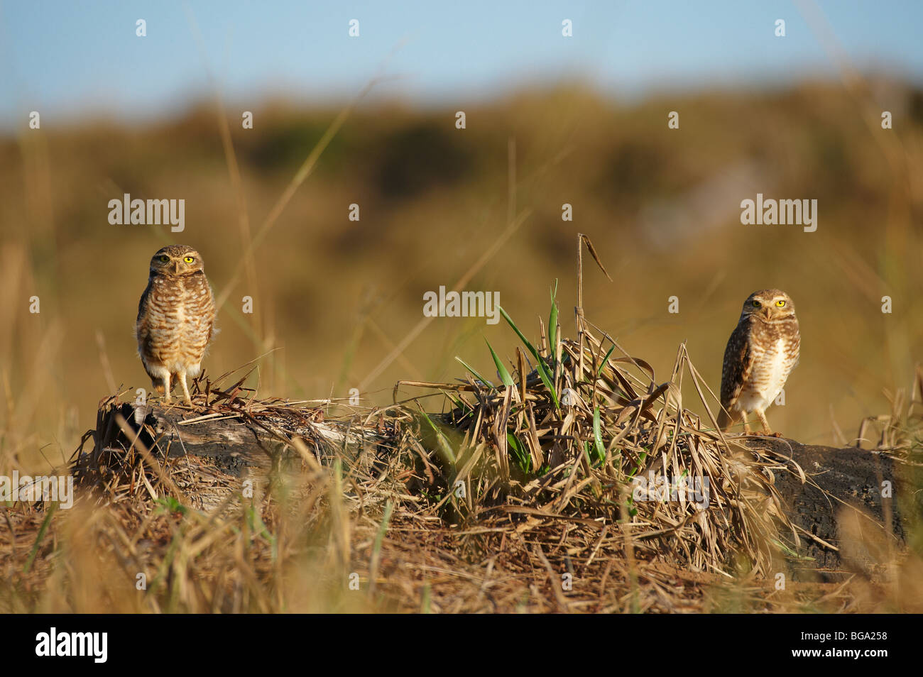 Couple brasil hi-res stock photography and images - Alamy