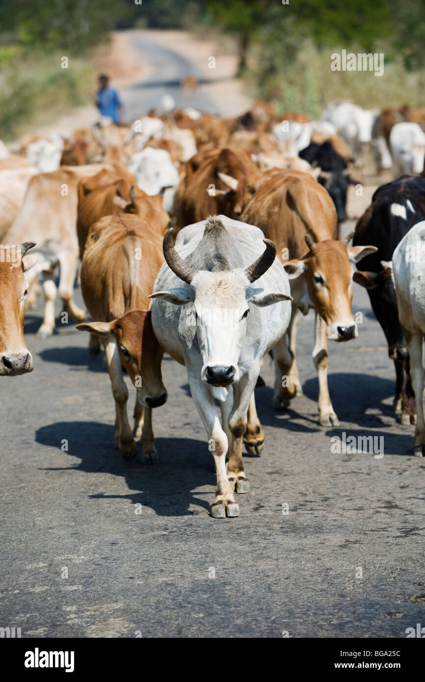 Cow herd walking on a rural road in Orissa state, India Stock Photo - Alamy