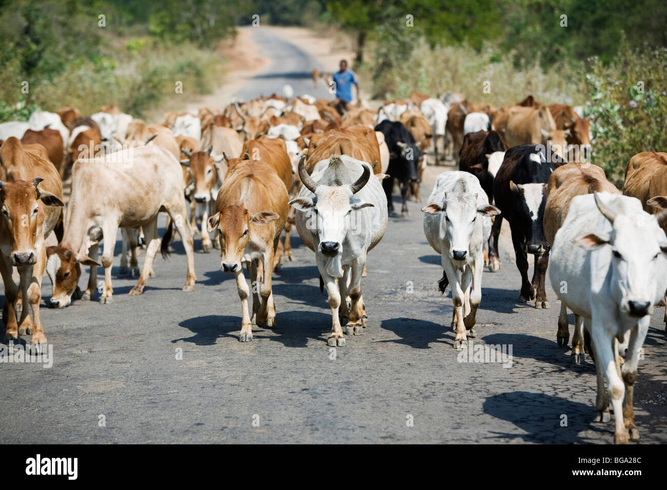 Cow herd walking on a rural road in Orissa state, India Stock Photo - Alamy