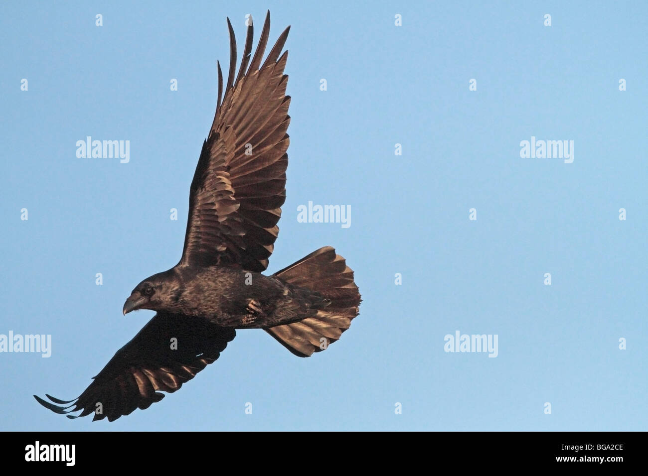 Raven in flight hi-res stock photography and images - Alamy
