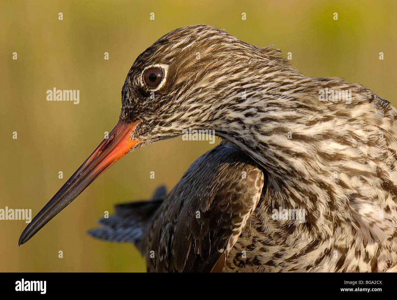 Tringa totanus macro Stock Photo - Alamy