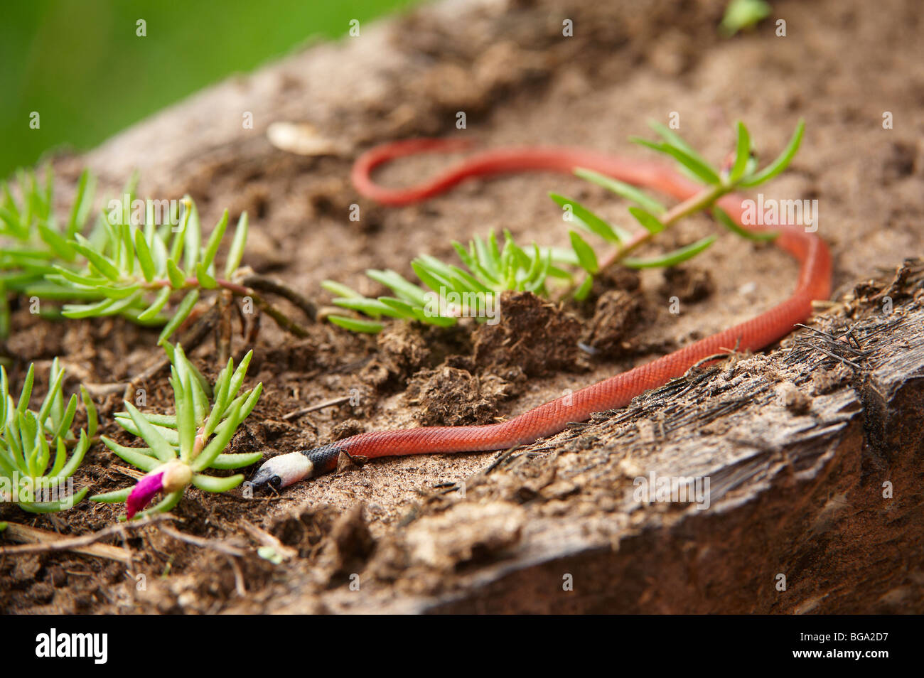 little red snake, MATO GROSSO, Brasil, South America Stock Photo - Alamy