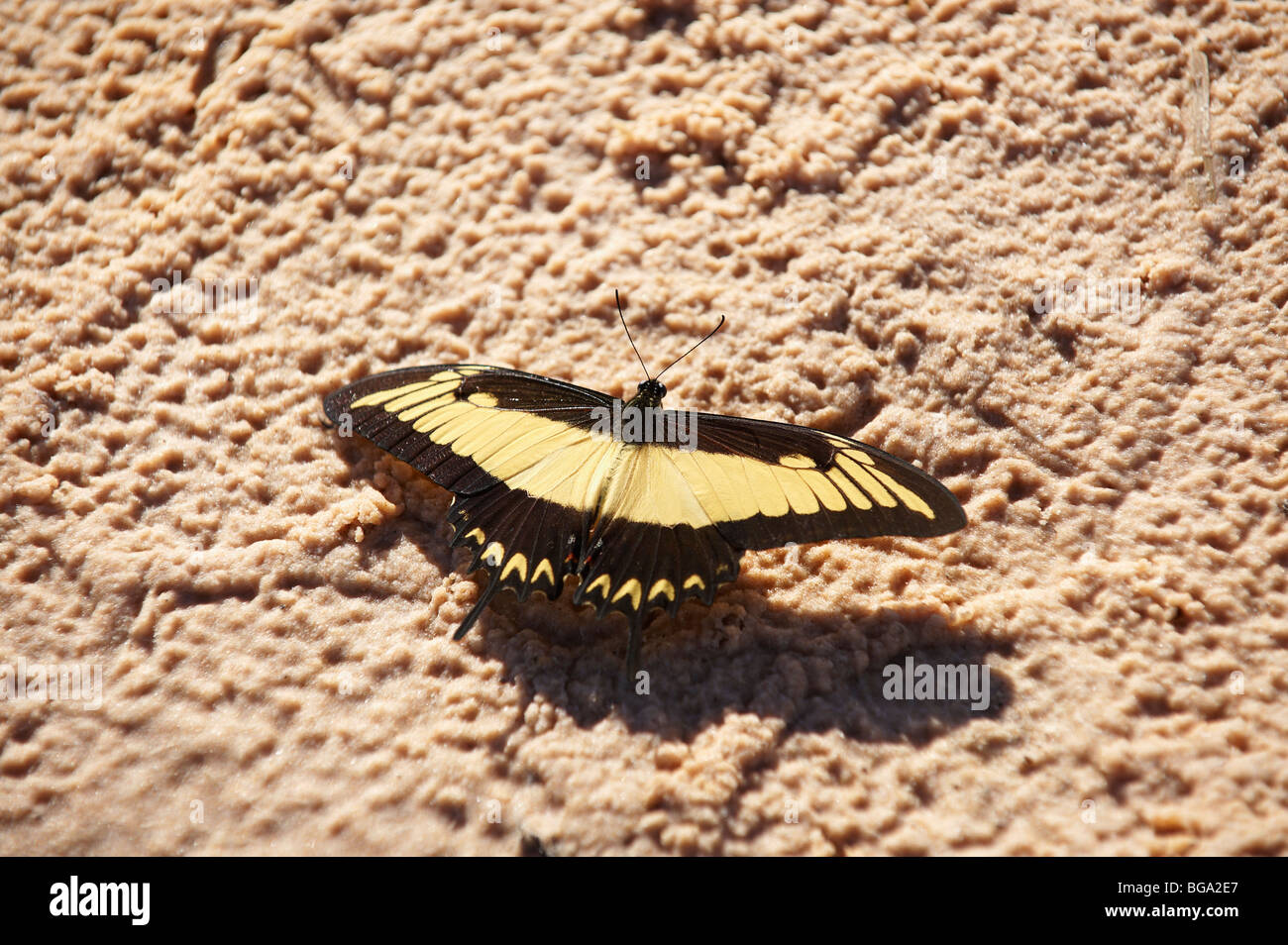 Amazon rainforest butterflies hi-res stock photography and images - Alamy