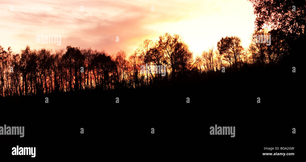 Panoramic sunset behind trees Stock Photo - Alamy